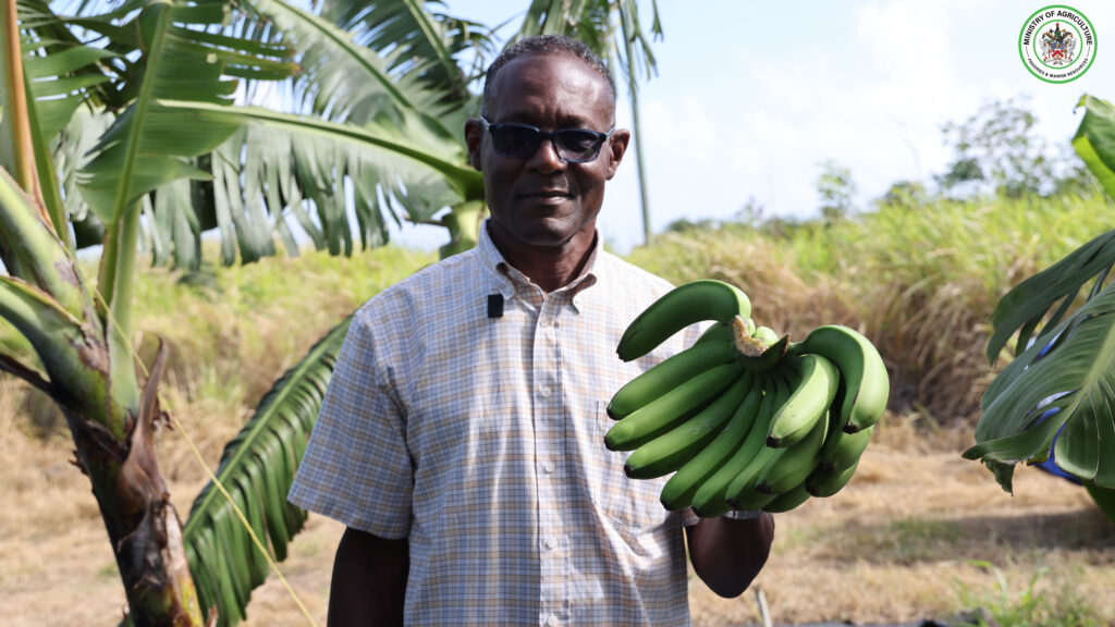 DEPARTMENT OF AGRICULTURE STRENGTHENS BANANA INDUSTRY WITH PROCESSING ...